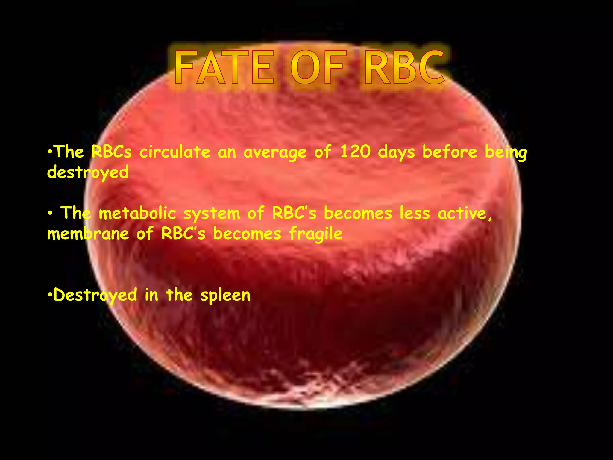 Erythropoiesis | PPTX