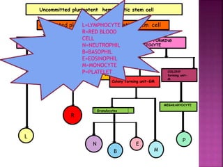 Erythropoiesis | PPTX