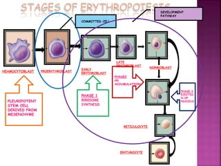 Erythropoiesis | PPTX