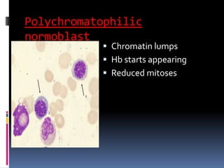 Polychromatophilic Normoblast