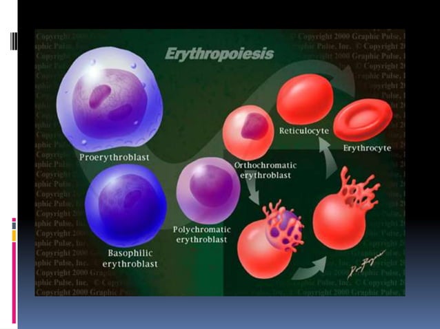 Erythropoiesis | PPT