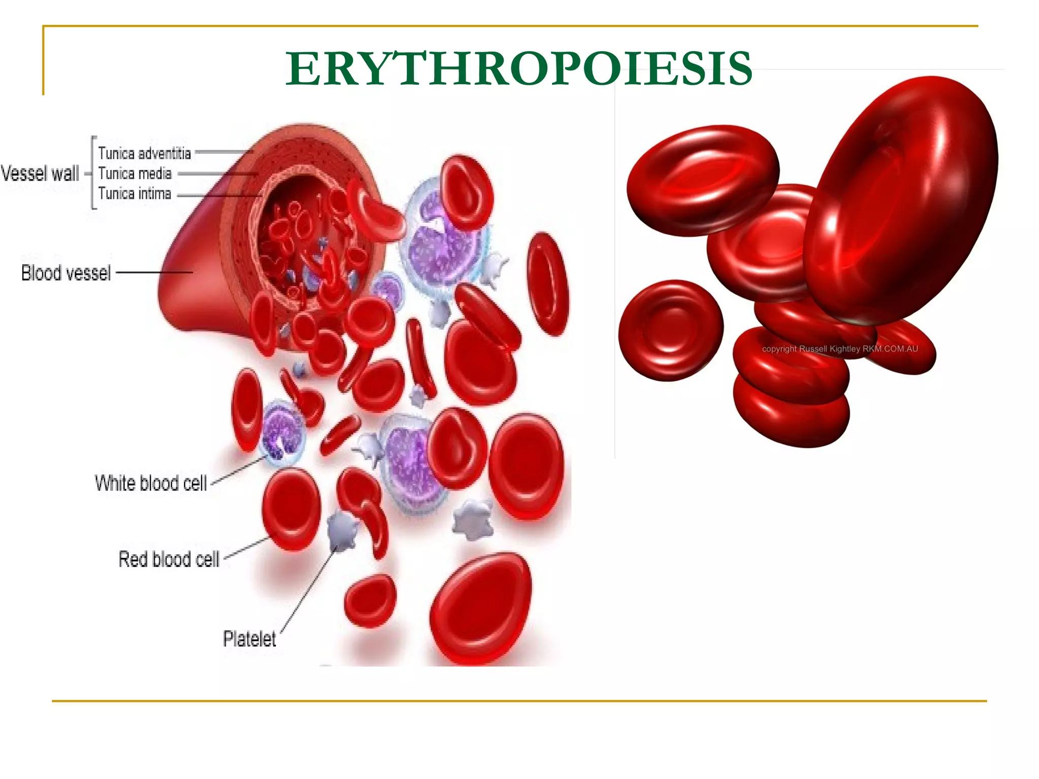 Erythropoiesis | PPT