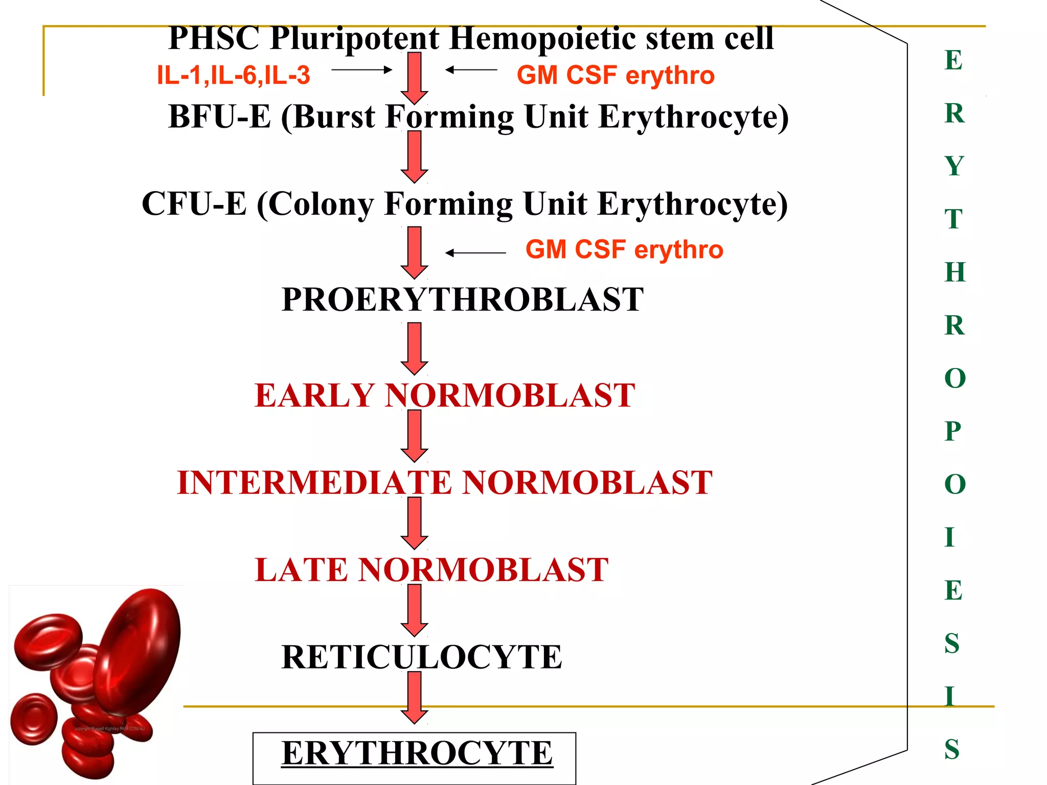 Erythropoiesis | PPT