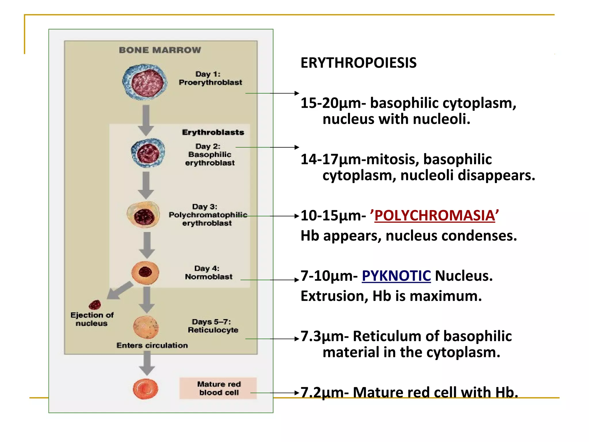 Erythropoiesis | PPT