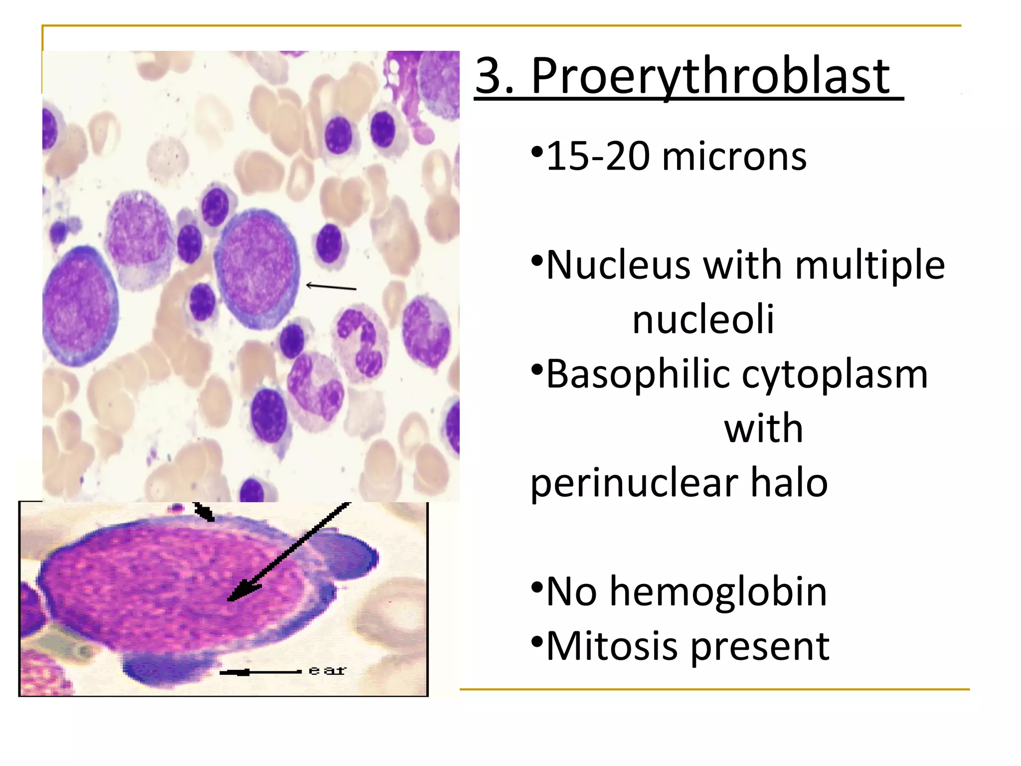 Erythropoiesis | PPT