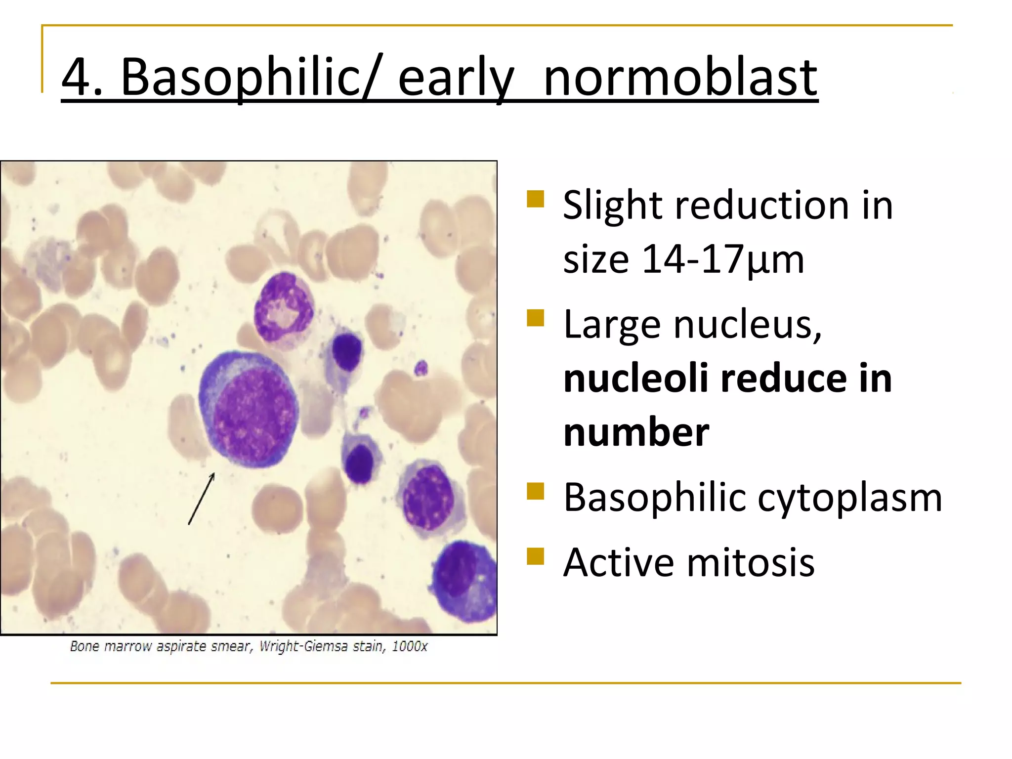Erythropoiesis | PPT