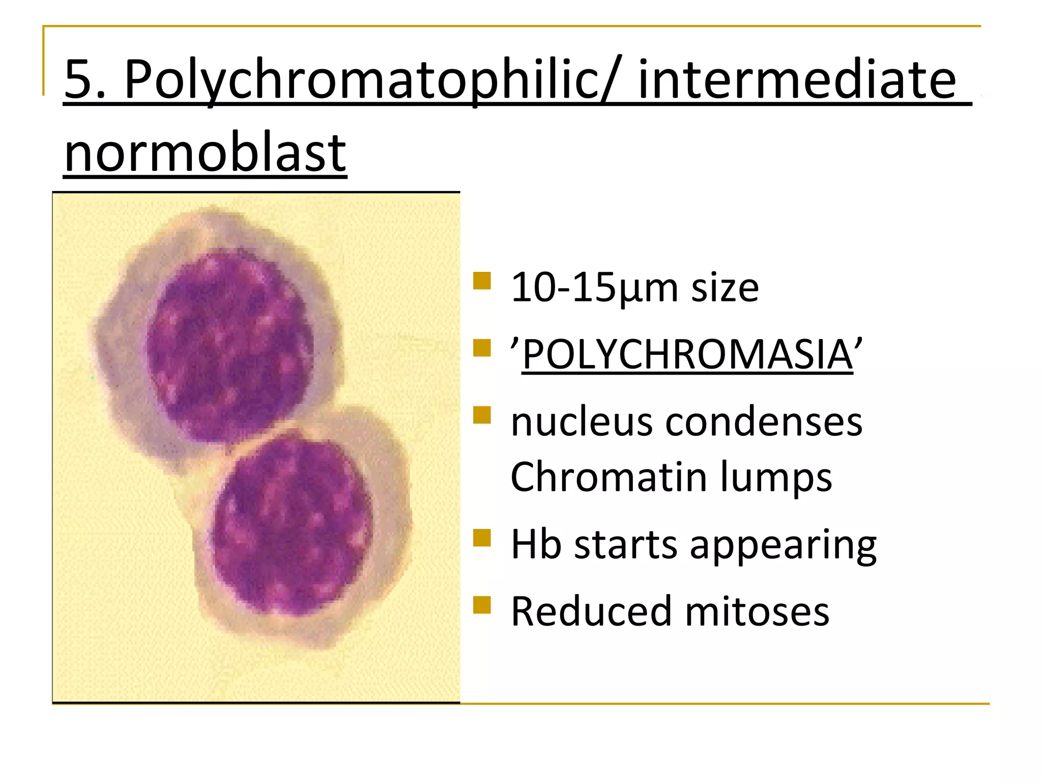 Erythropoiesis | PPT