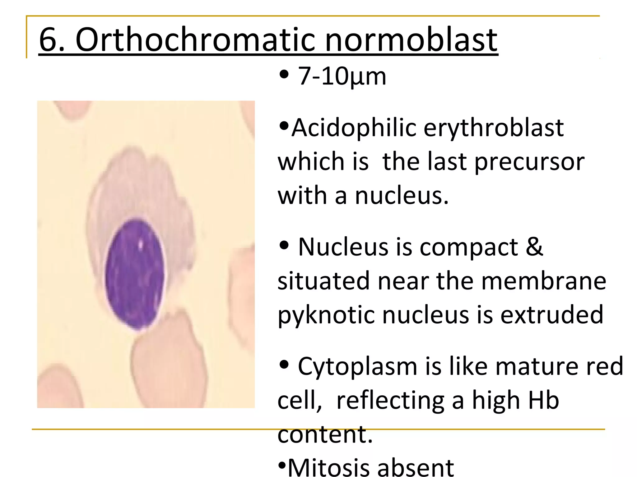 Erythropoiesis | PPT
