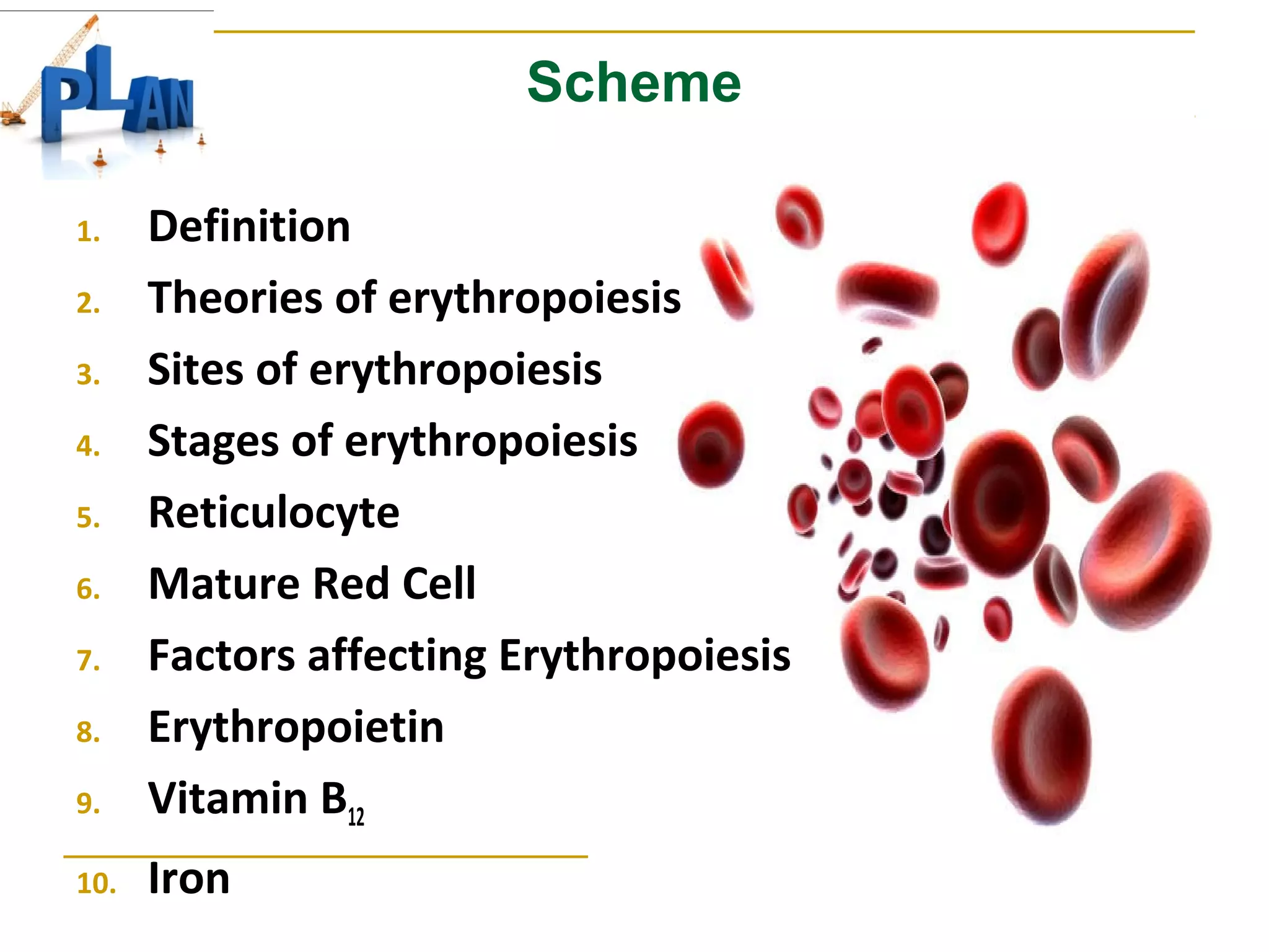 Erythropoiesis | PPT