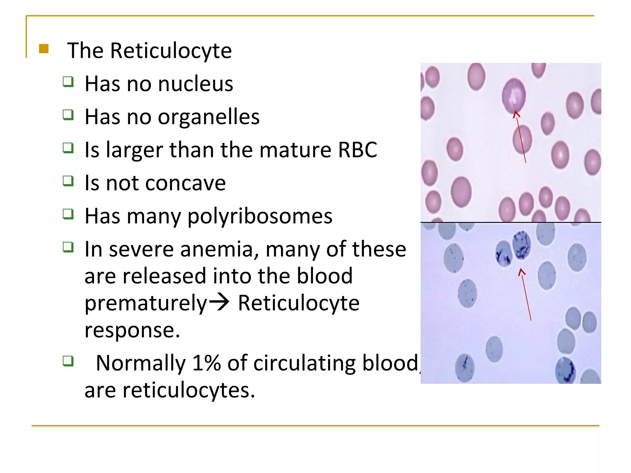 Erythropoiesis | PPT