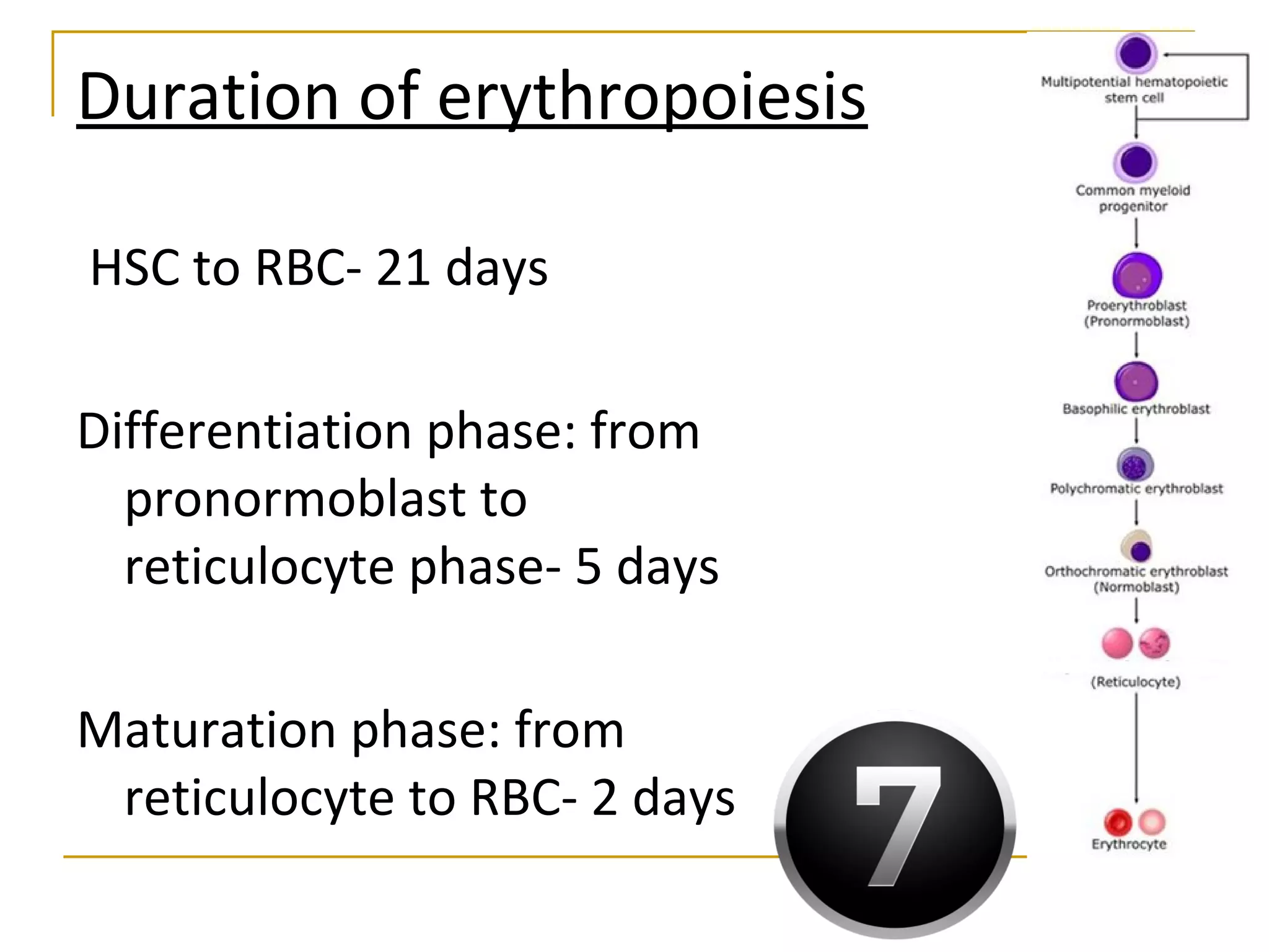 Erythropoiesis | PPT