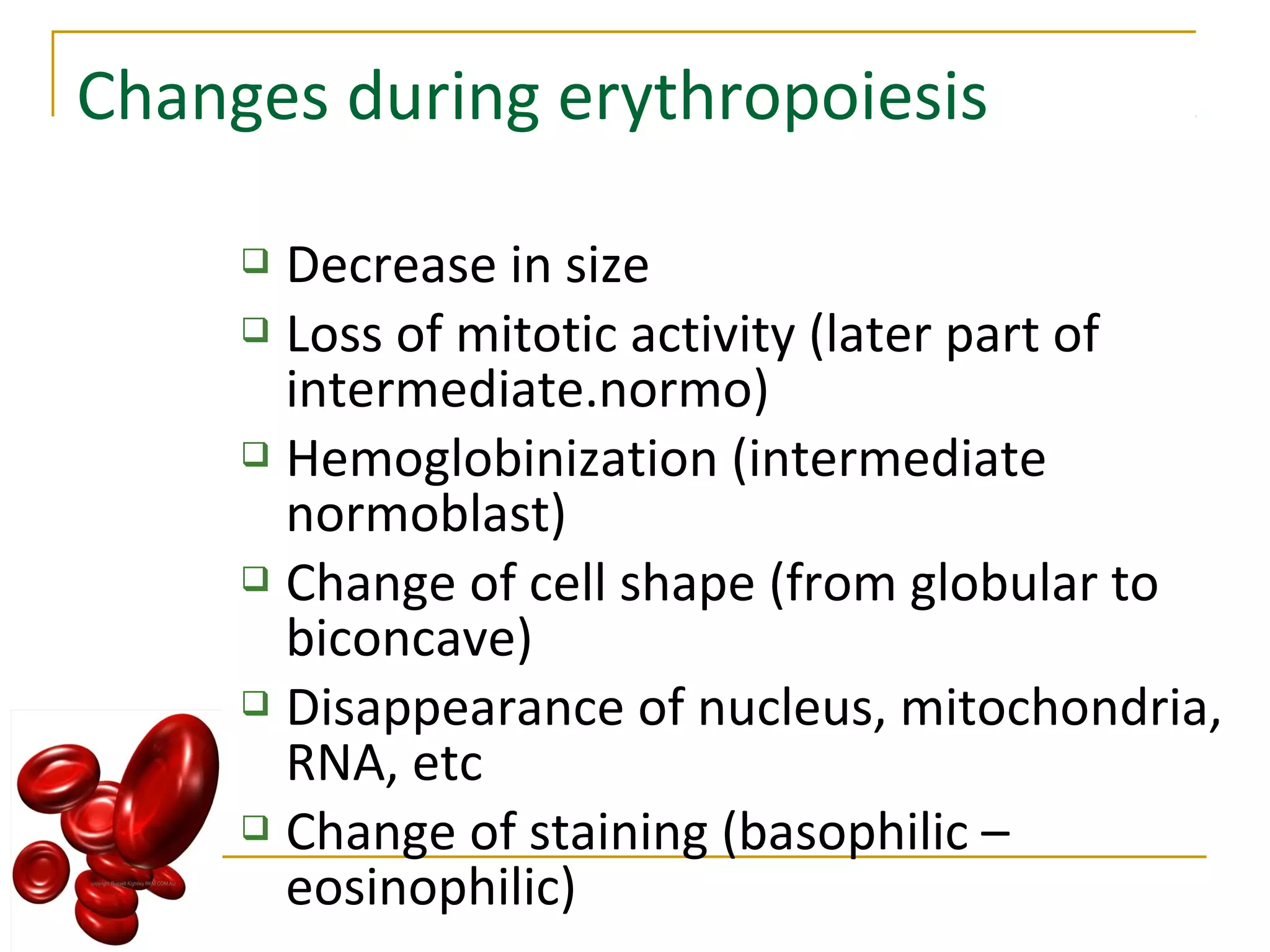 Erythropoiesis | PPT