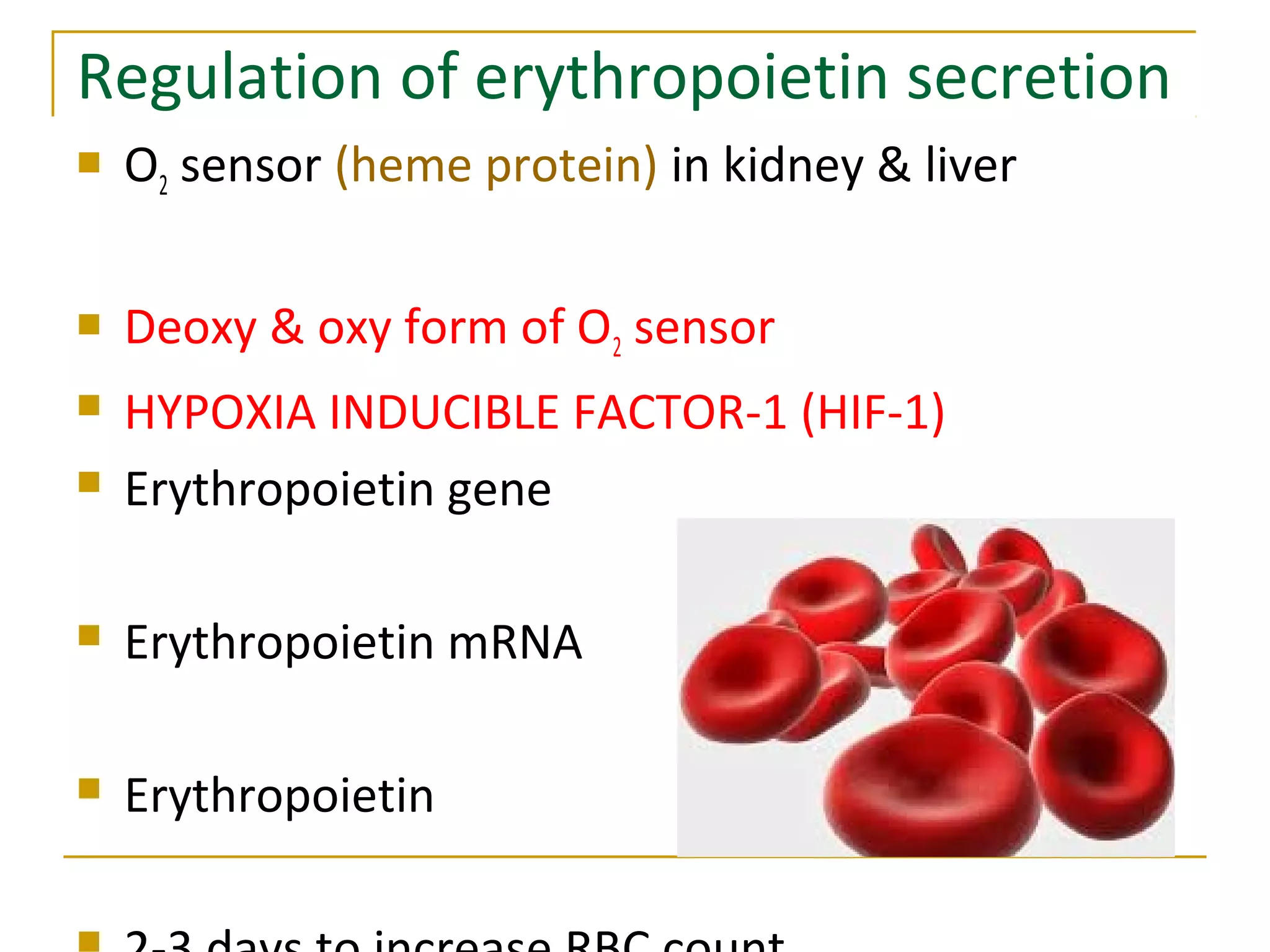 Erythropoiesis | PPT