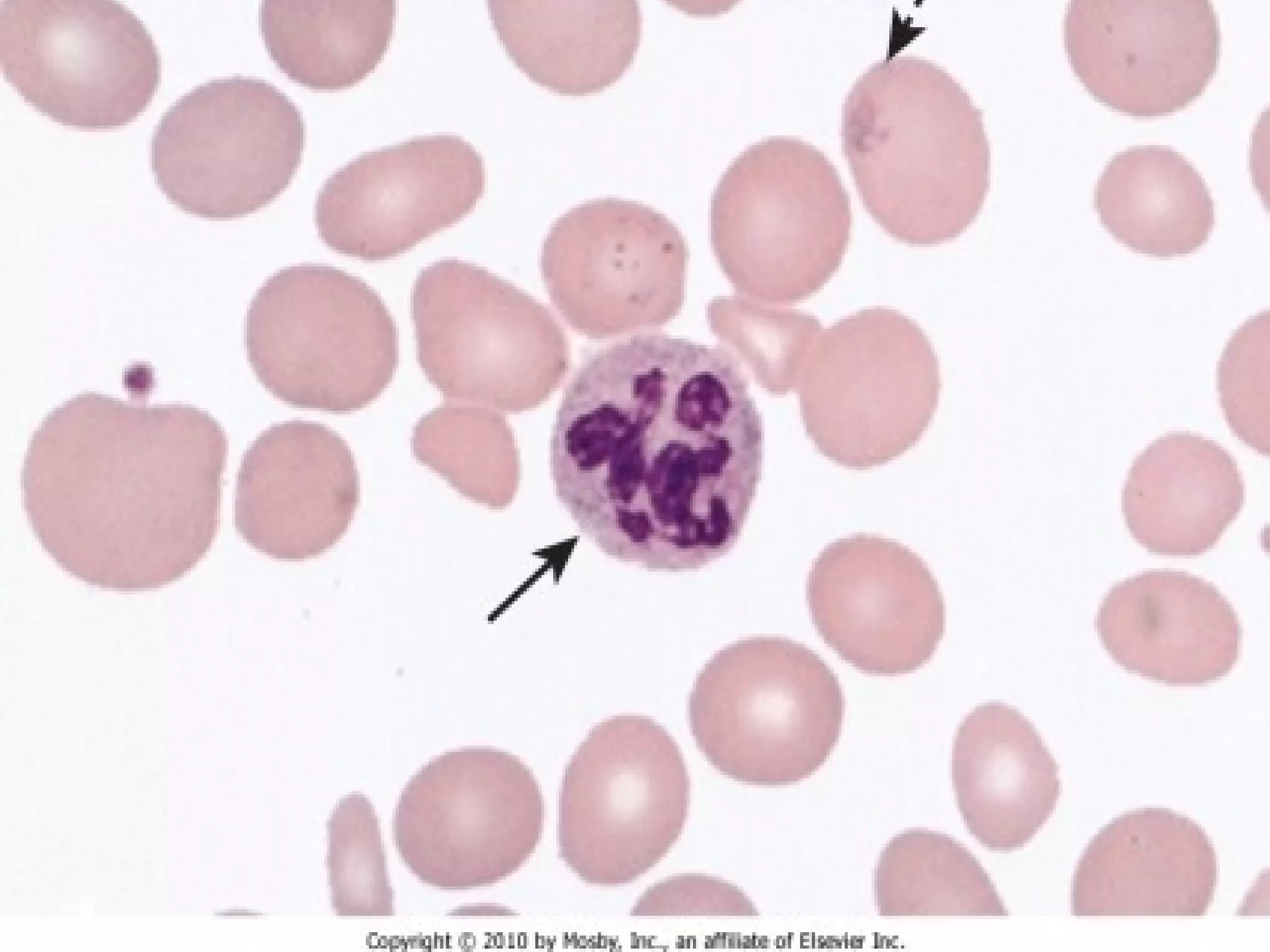 Erythropoiesis | PPT