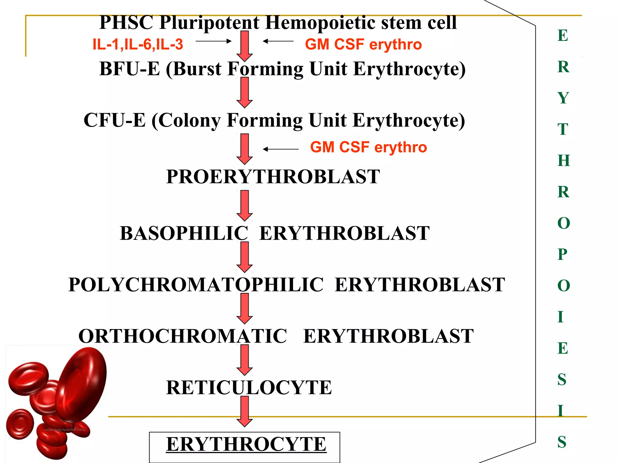 Erythropoiesis | PPT