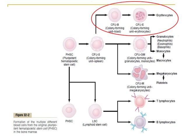 Erythropoiesis | PPT