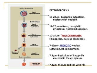 Erythropoiesis | PPT