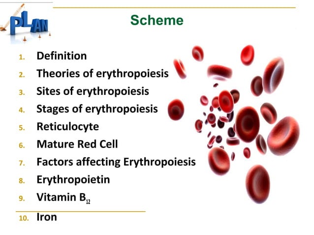 Erythropoiesis | PPT