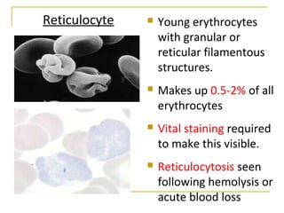 Erythropoiesis | PPT