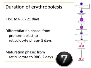 Erythropoiesis | PPT