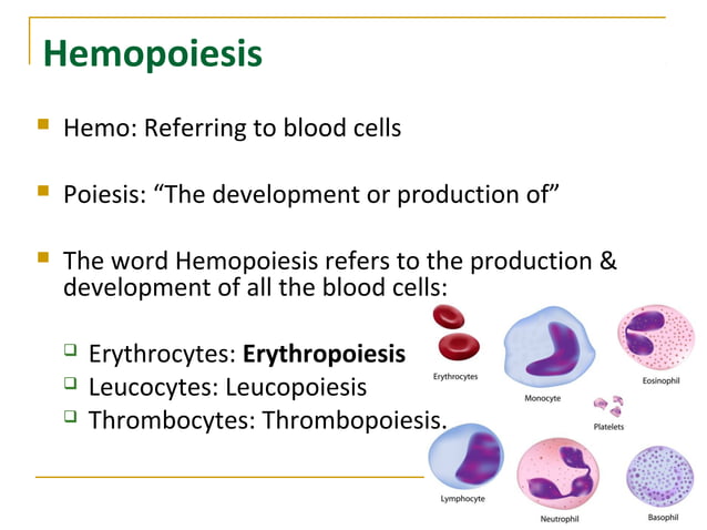 Erythropoiesis | PPT