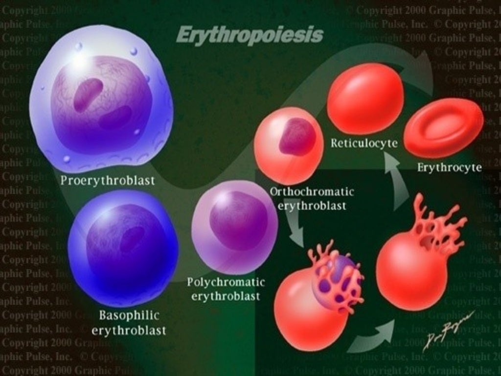 Erythropoiesis