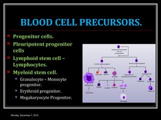 ERYTHROPOIESIS | PPT