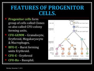 ERYTHROPOIESIS | PPT
