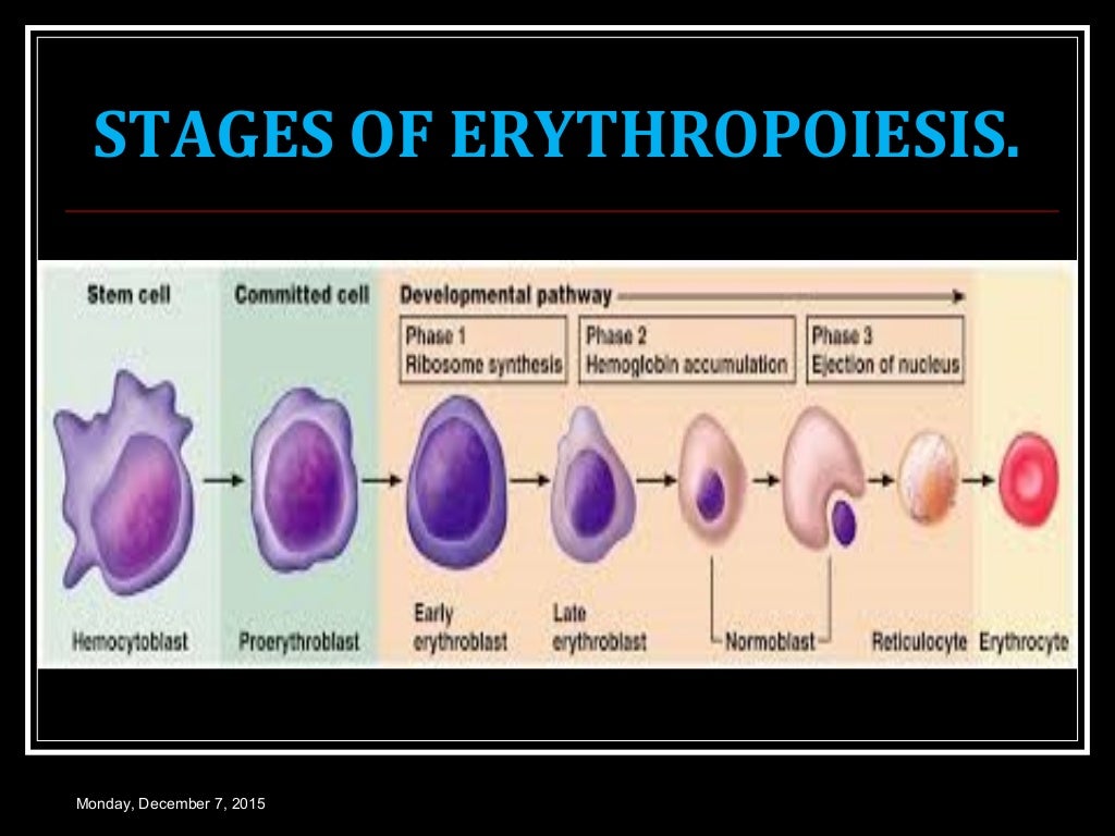 ERYTHROPOIESIS