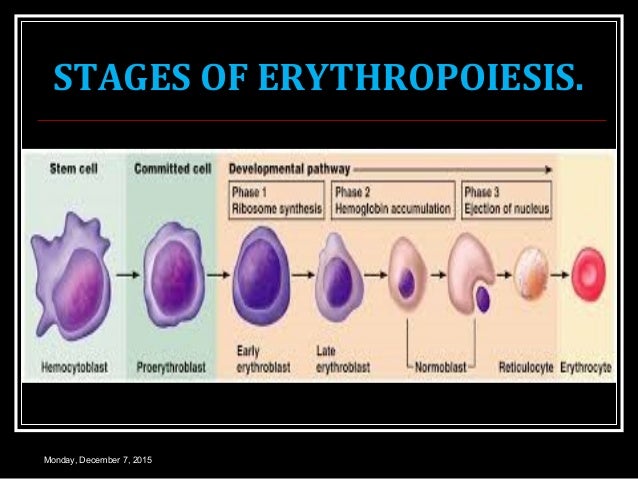 ERYTHROPOIESIS