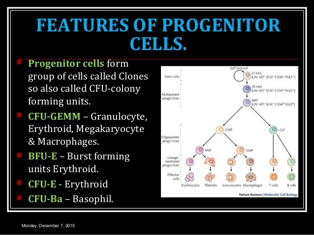 ERYTHROPOIESIS