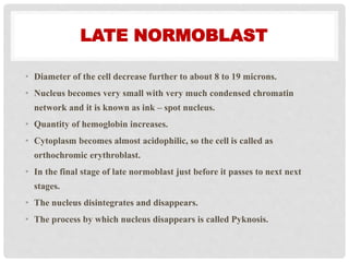 Normoblast