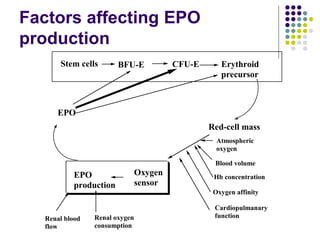 Anaemia, Erythropoiesis | PPT