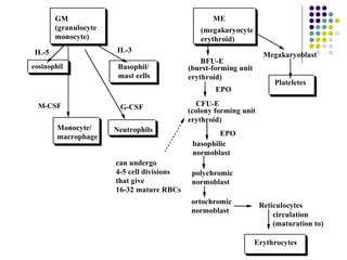 Anaemia, Erythropoiesis | PPT