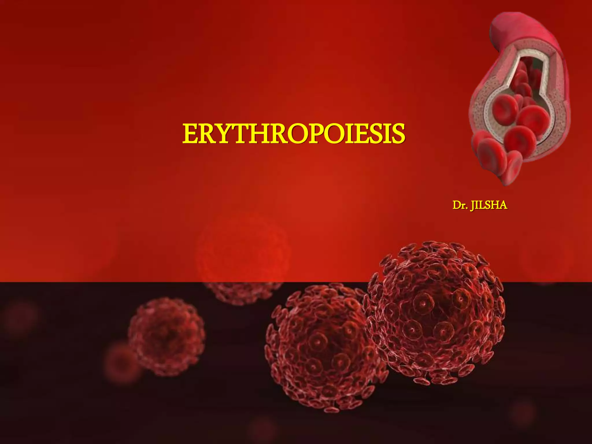 Erythropoiesis | PPTX