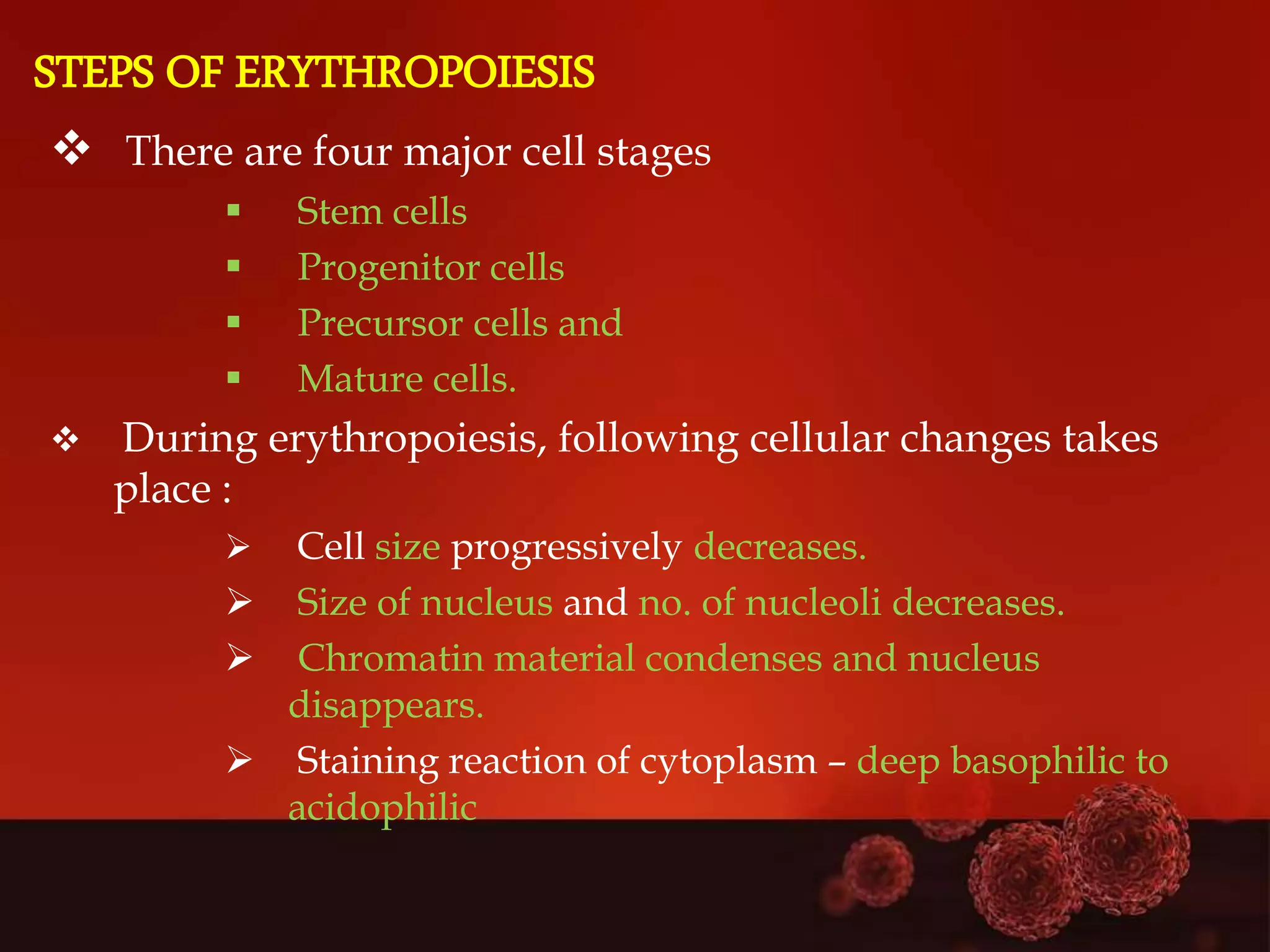 Erythropoiesis | PPTX