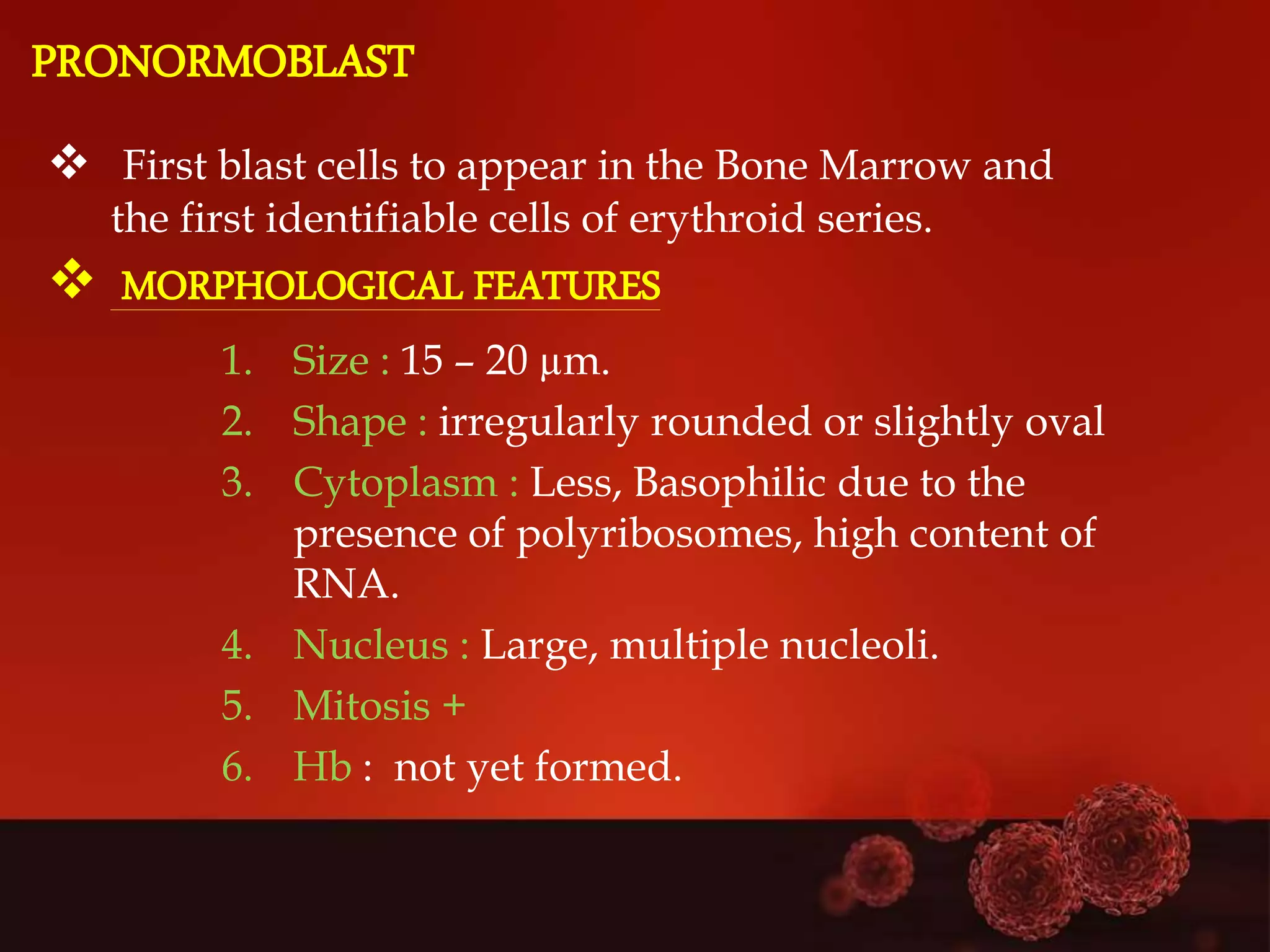 Erythropoiesis | PPTX