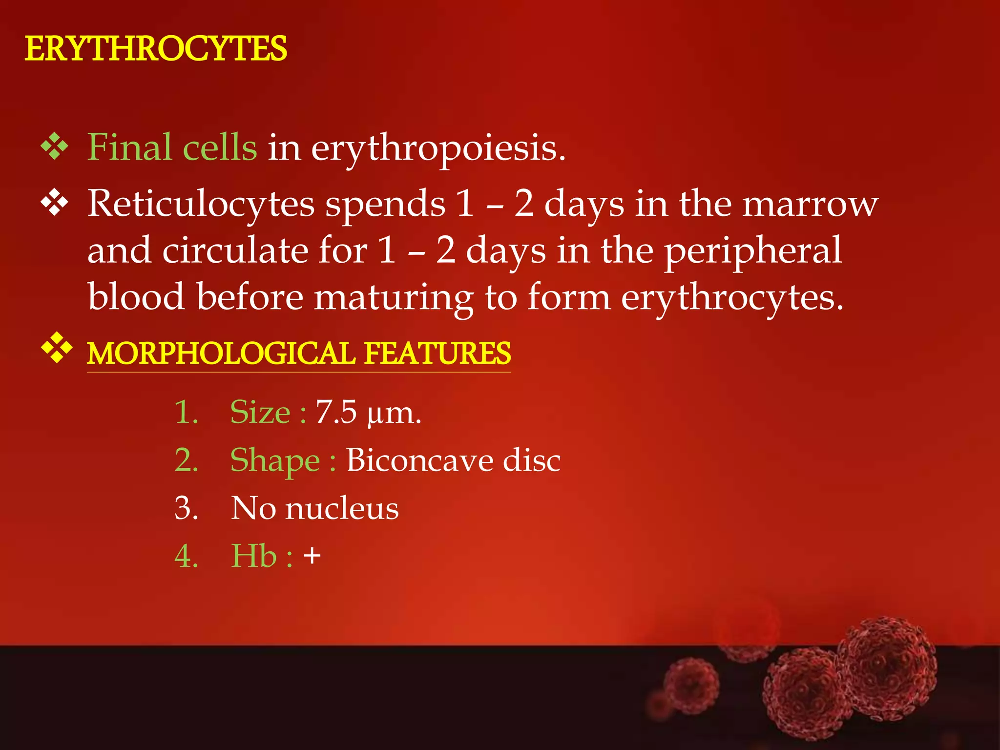 Erythropoiesis | PPTX