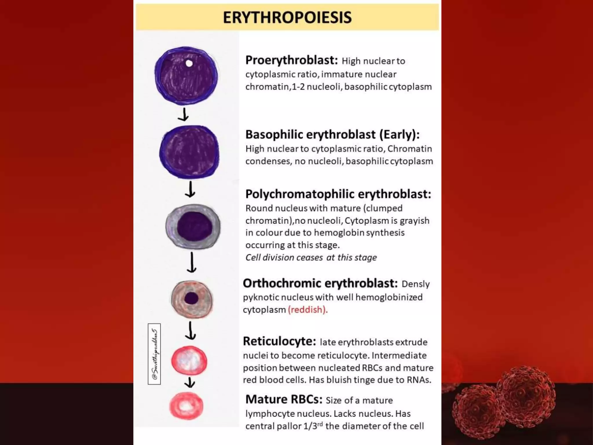 Erythropoiesis | PPTX