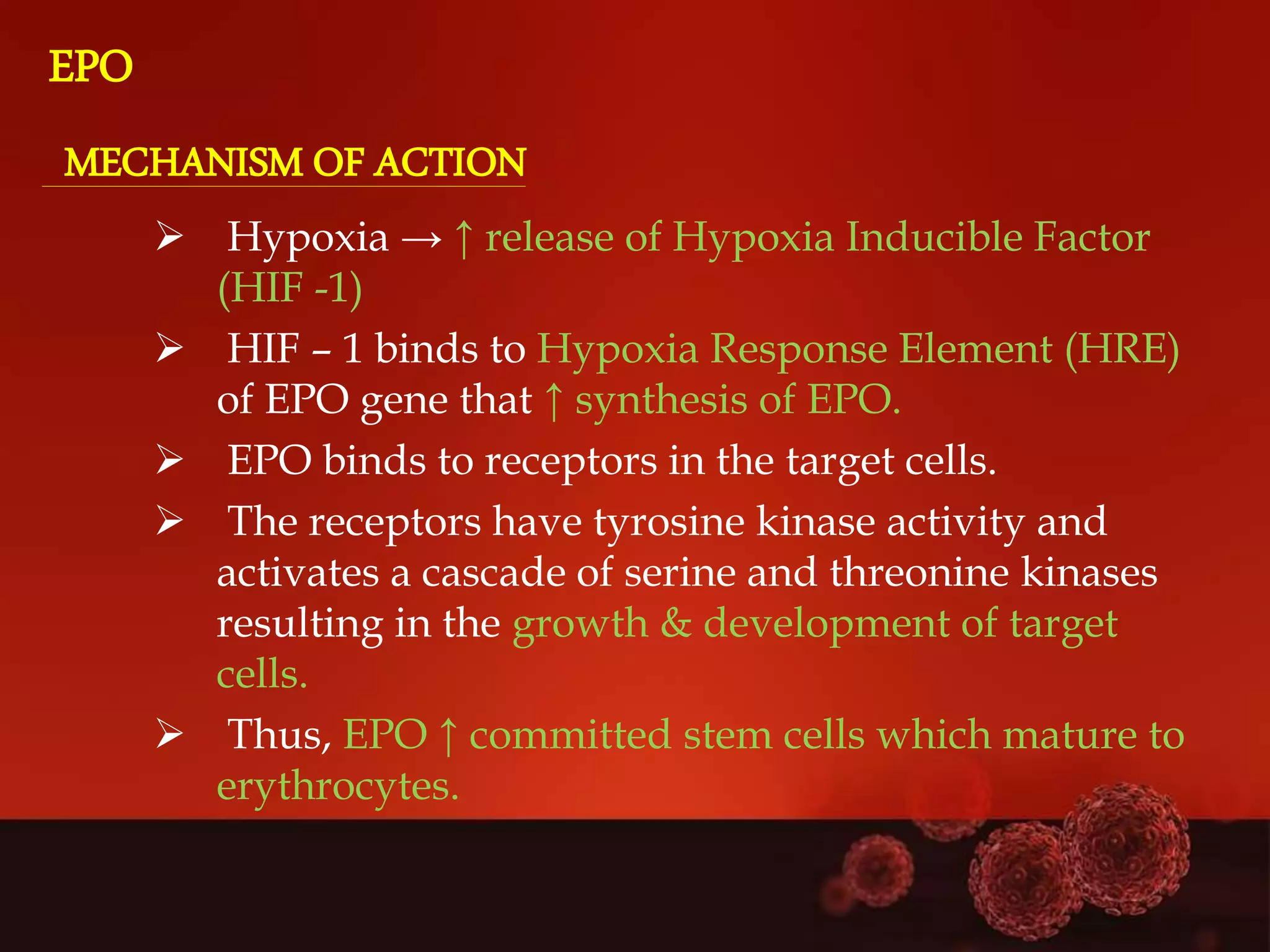 Erythropoiesis | PPTX