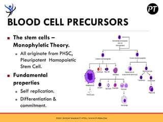 Erythropoiesis - Dr Rohit Bhaskar | PPT