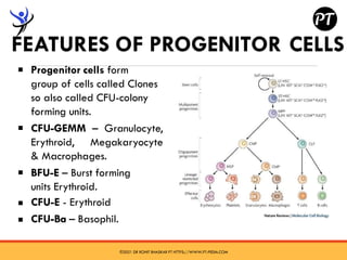 Erythropoiesis - Dr Rohit Bhaskar | PPT