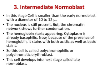 ERYTHROPOIESIS | PPTX