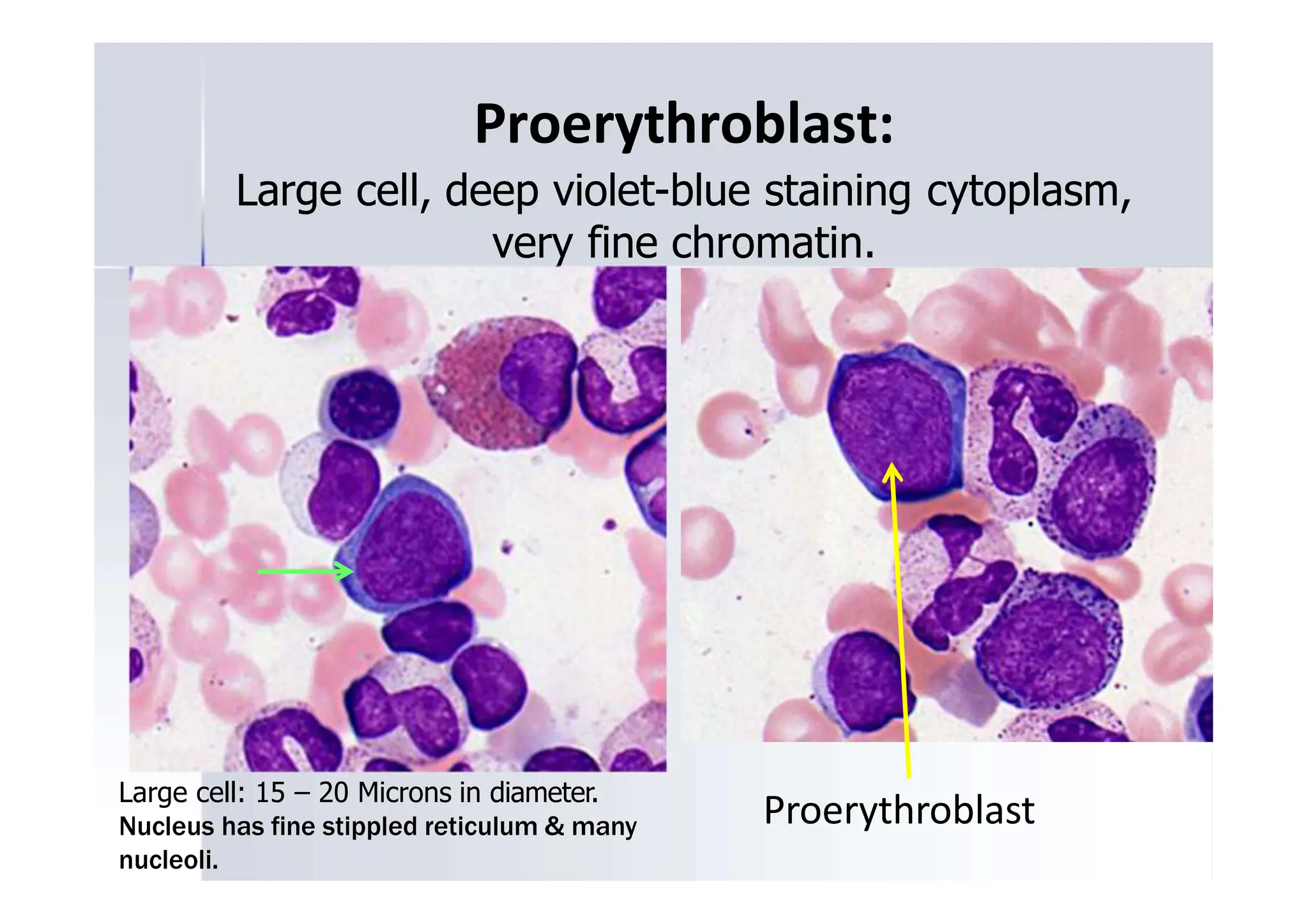 Erythropoiesis.pptx