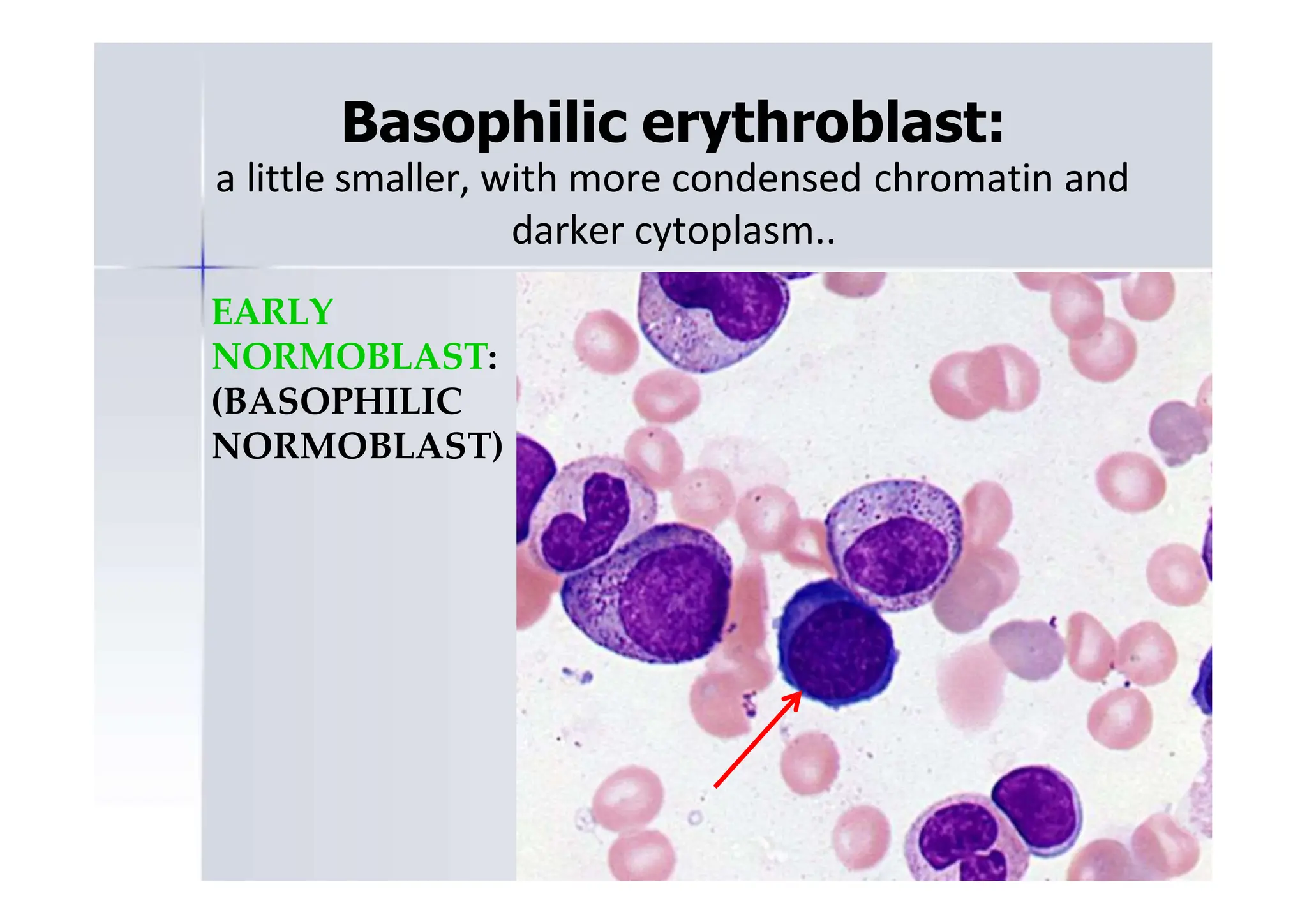 Erythropoiesis.pptx