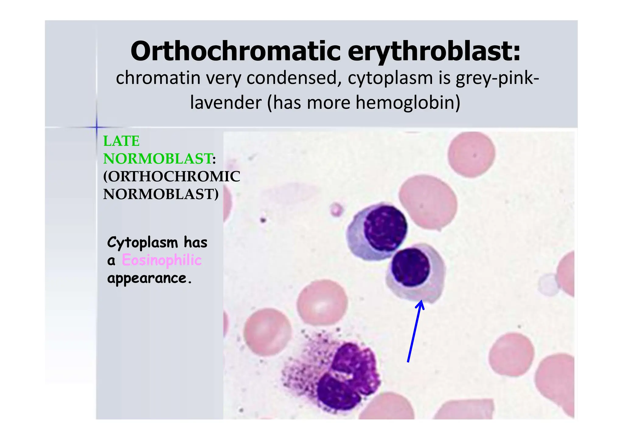 Erythropoiesis.pptx
