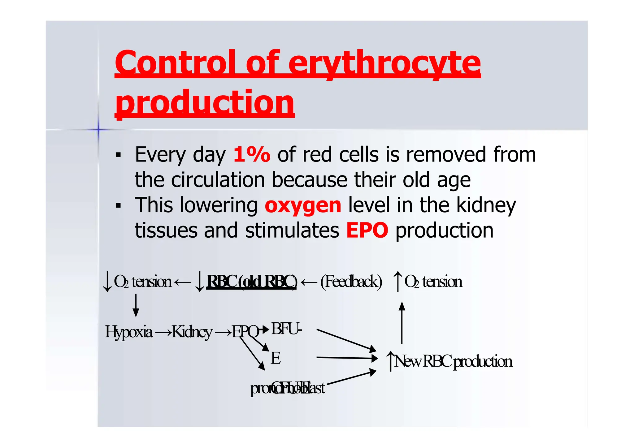 Erythropoiesis.pptx