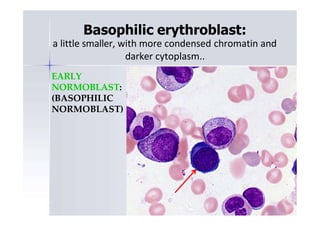 Erythropoiesis.pptx