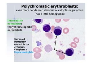 Erythropoiesis.pptx