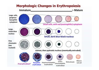 Erythropoiesis.pptx